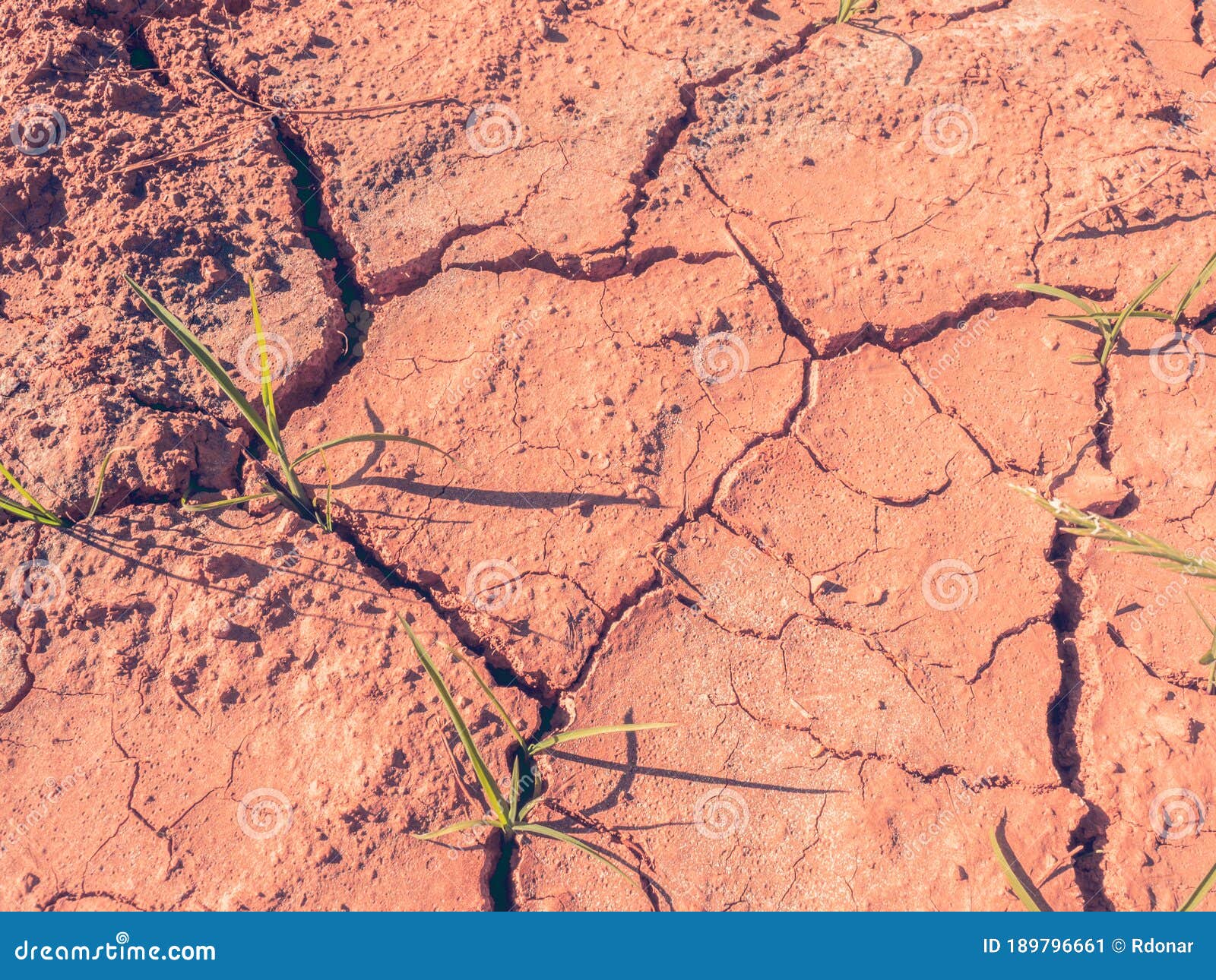 Corn Plantation with Thirsthy Rusty Soil Stock Image - Image of culture ...