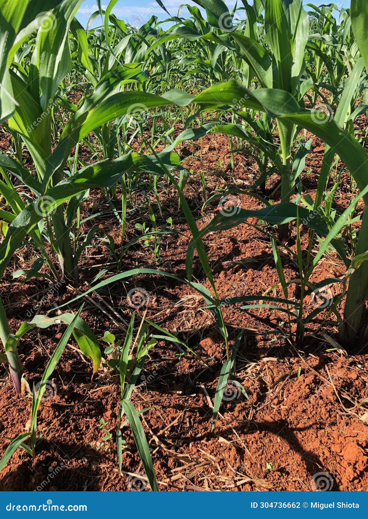 Corn Plantation on Tropical No-tillage System Integrated Corn-grass ...