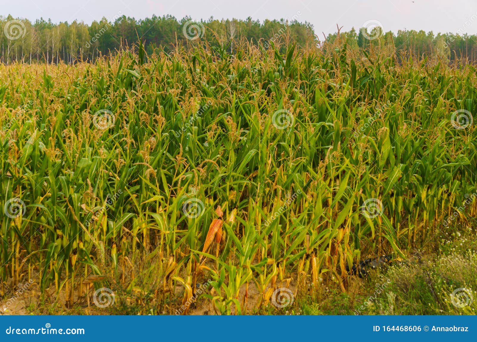 Corn Plantations in Endless Fields. Summer Landscape Stock Photo ...