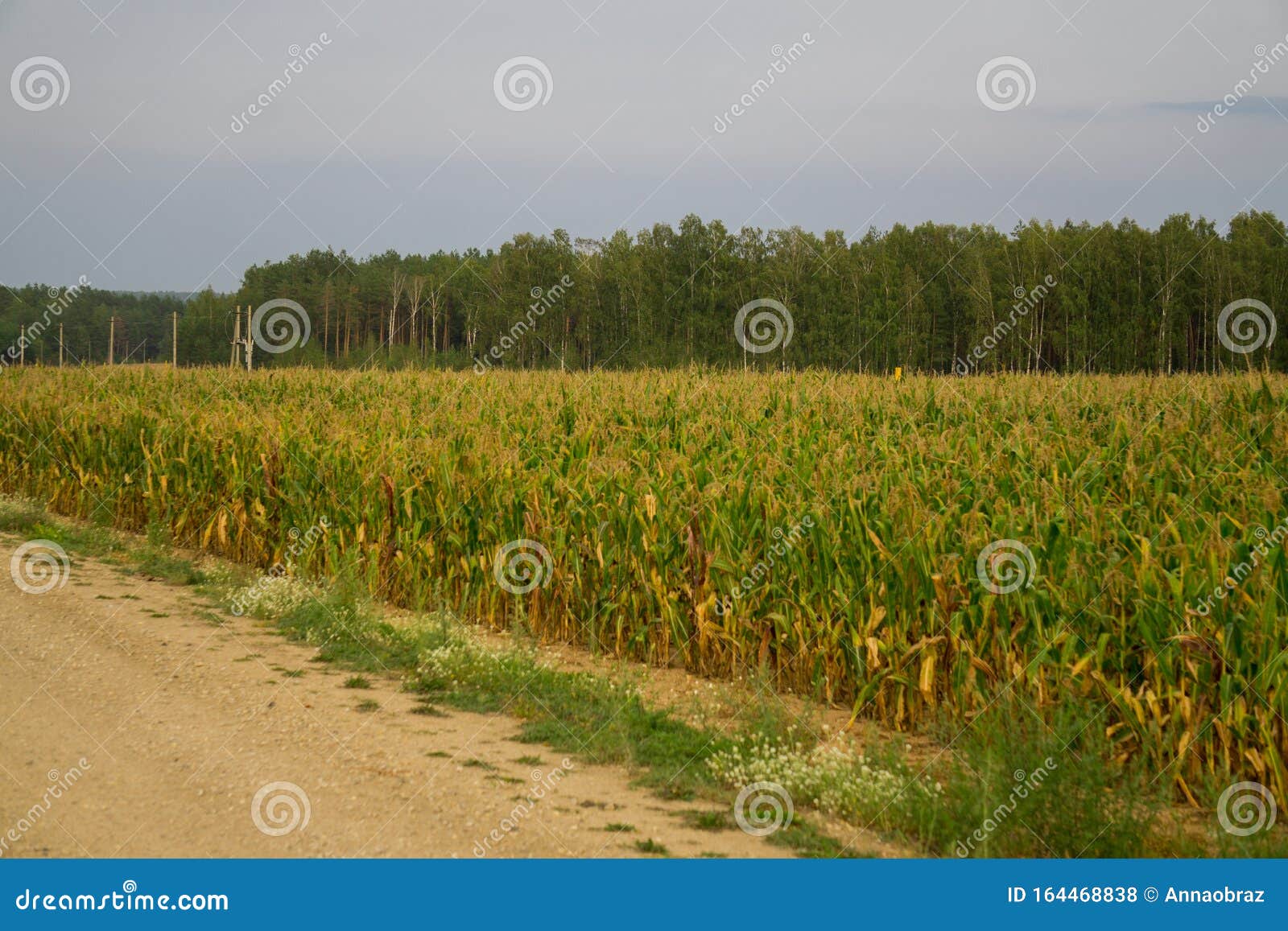 Corn Plantations in Endless Fields. Summer Landscape Stock Photo ...