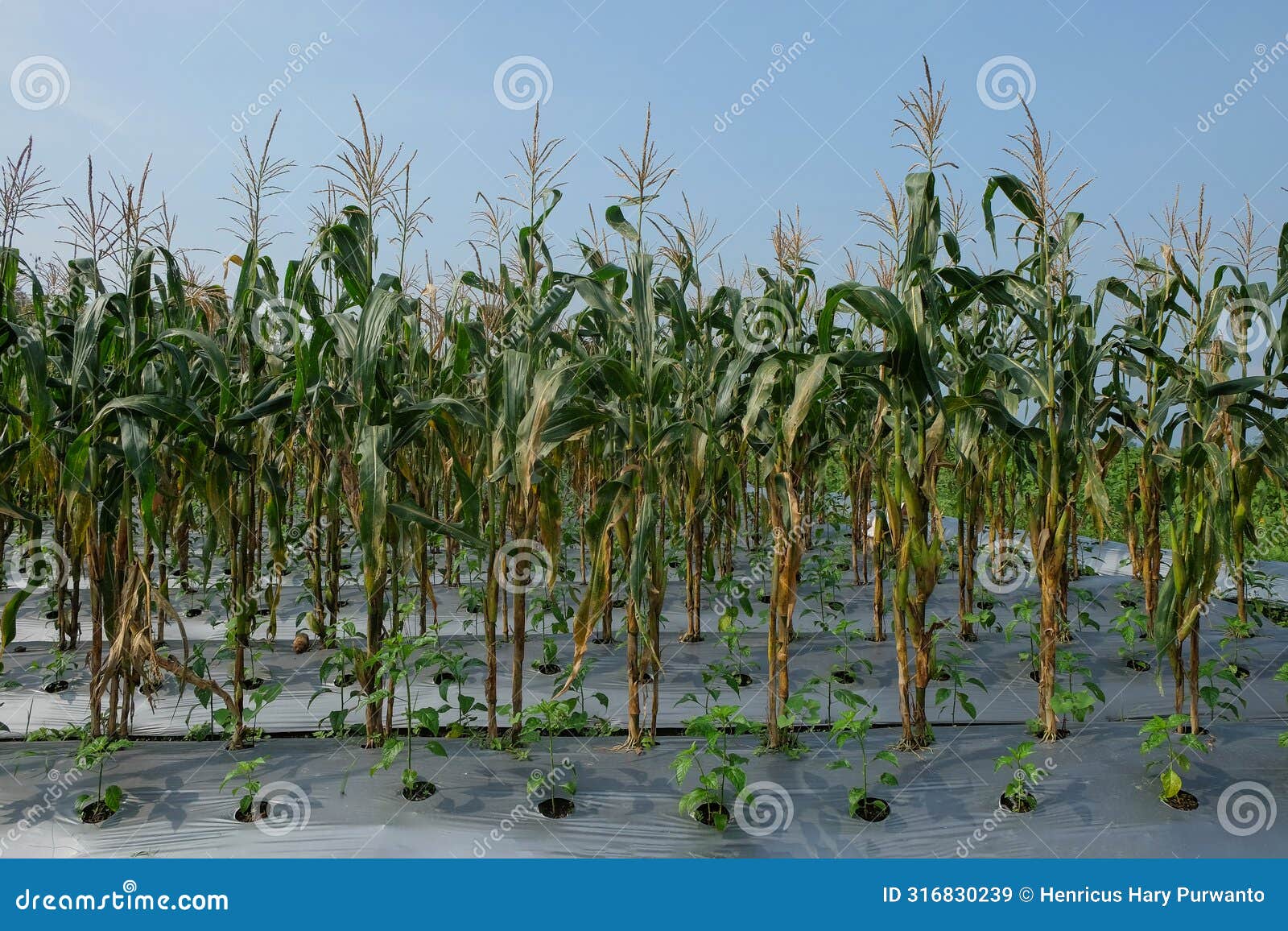 Corn Intercropping Royalty-Free Stock Image | CartoonDealer.com #221878864