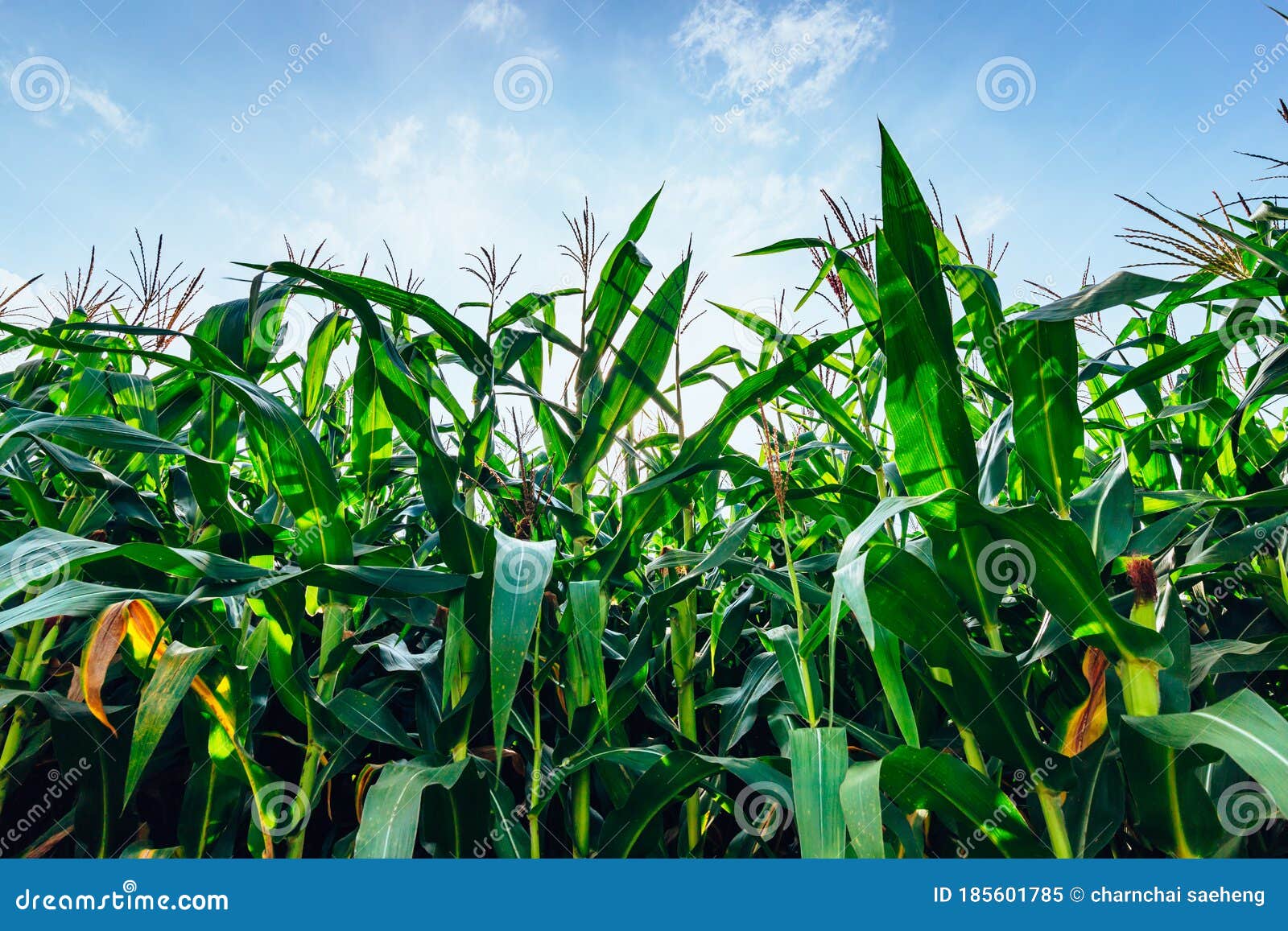 Corn Planted in Corn Field and Blue Sky Stock Image - Image of farming ...