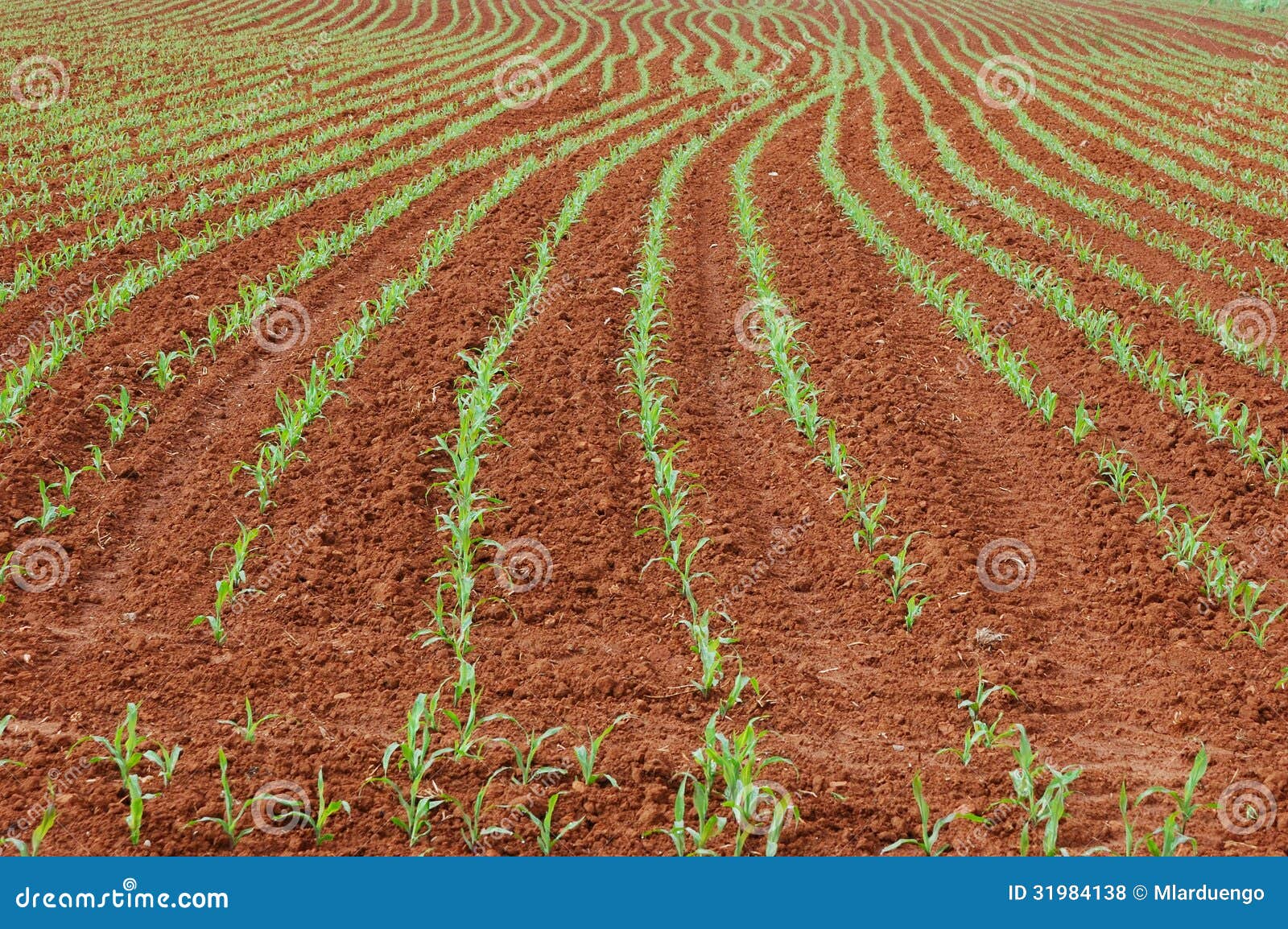 Corn planted stock photo. Image of land, crop, plant - 31984138