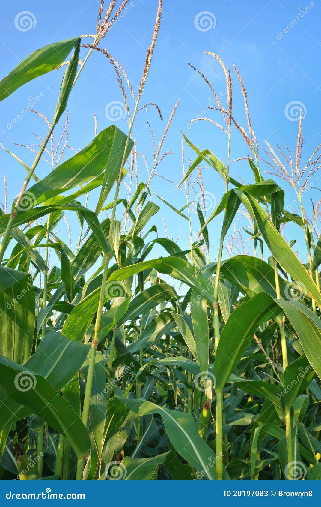 Corn Plants stock image. Image of vegetable, closeup - 20197083