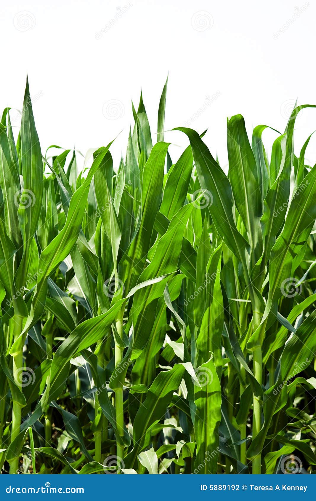 Corn Plants stock photo. Image of outdoors, economy, environmental ...