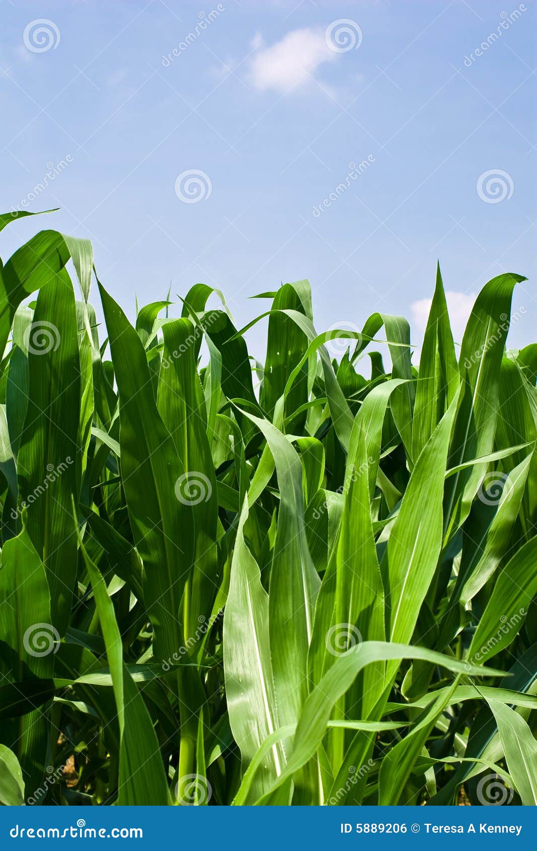 Corn Plants stock photo. Image of metaphor, concepts, environmentally ...