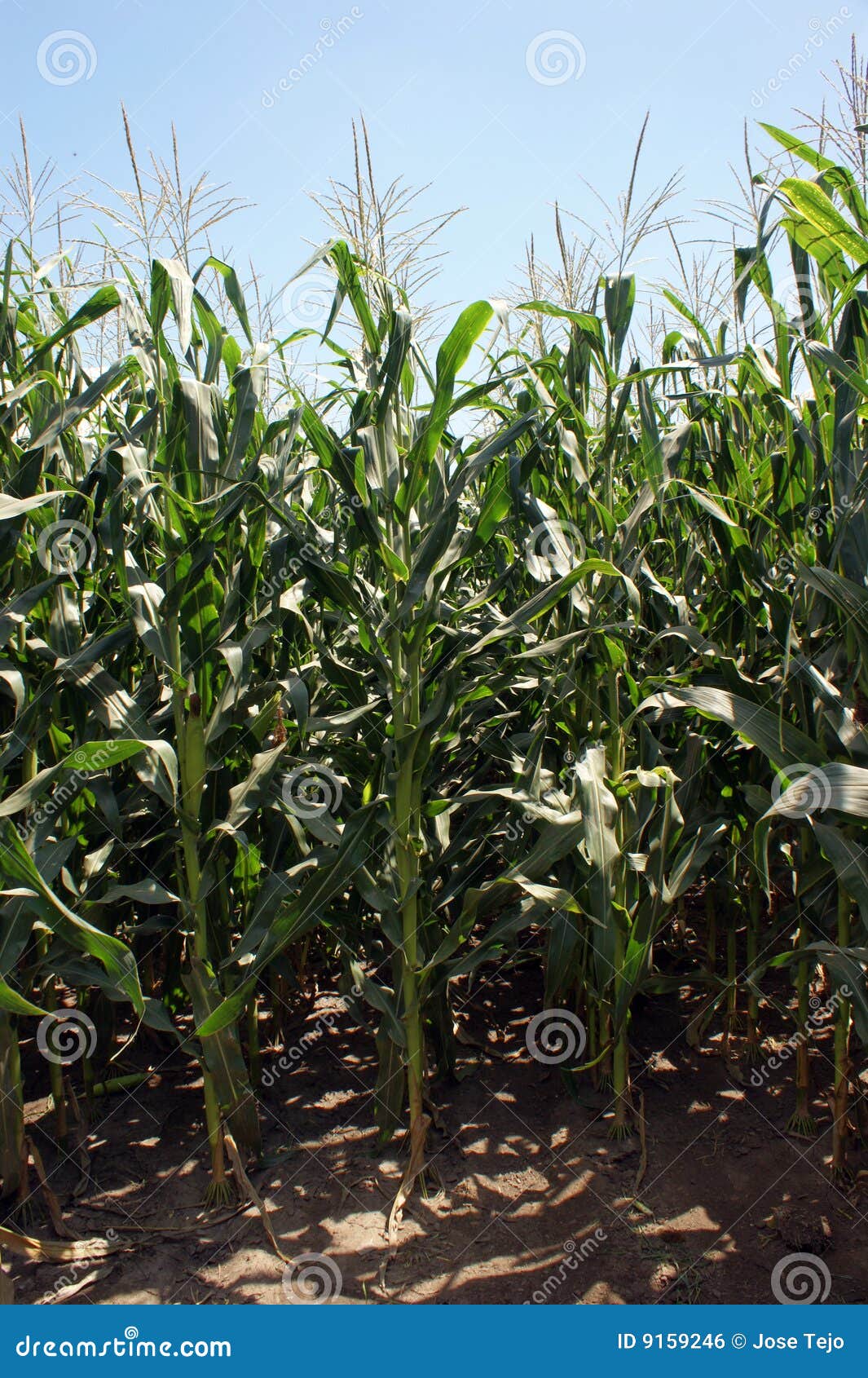 Corn plants stock photo. Image of field, cornfield, country - 9159246
