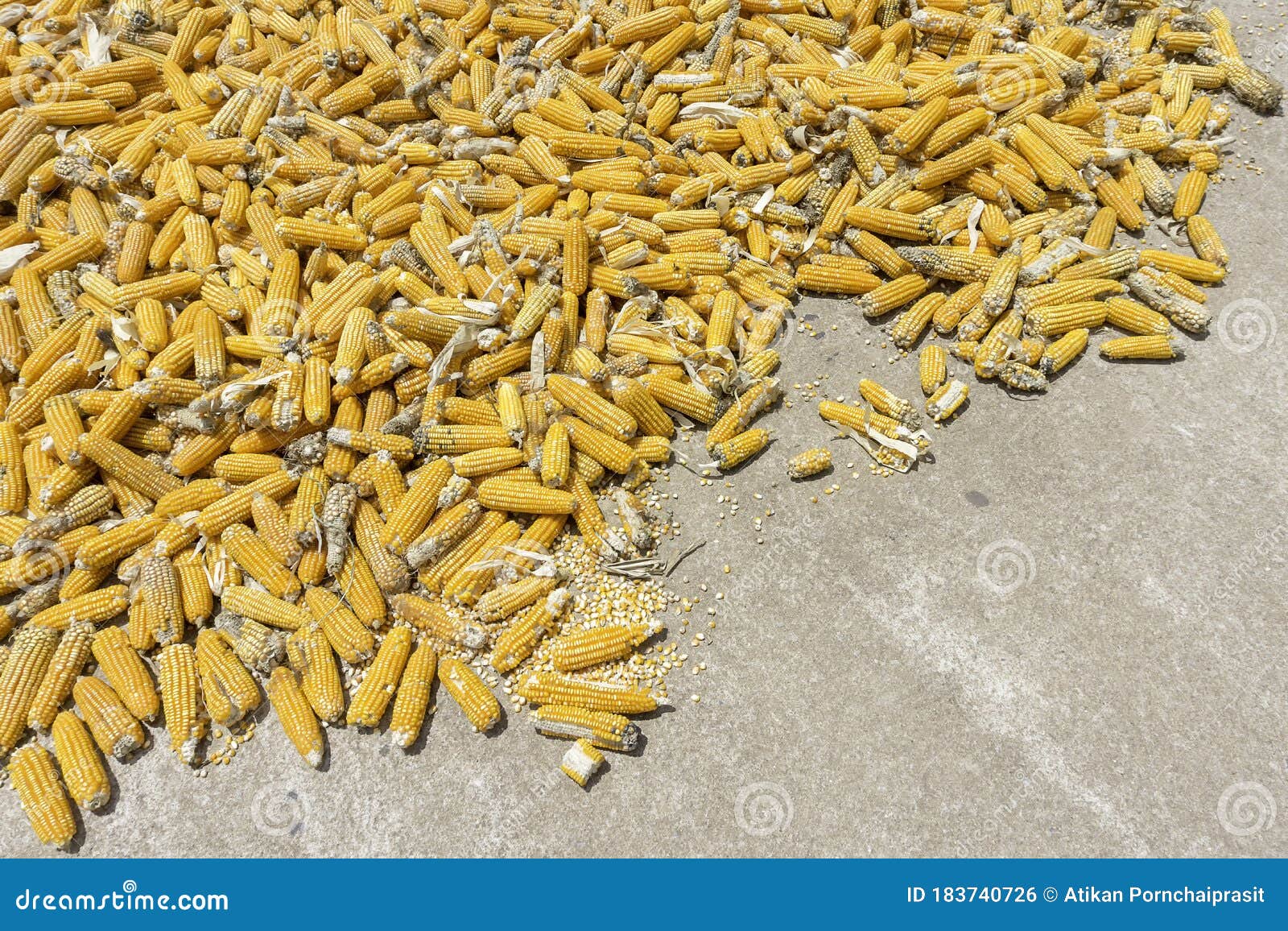 Corn Plants,Corn Mill, Corn and Grain Handling or Harvesting Termina ...