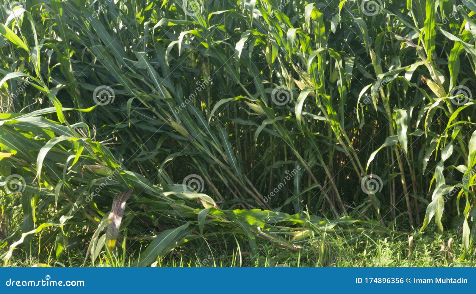Corn Plants Damaged by the Wind Stock Photo - Image of plants, damage ...