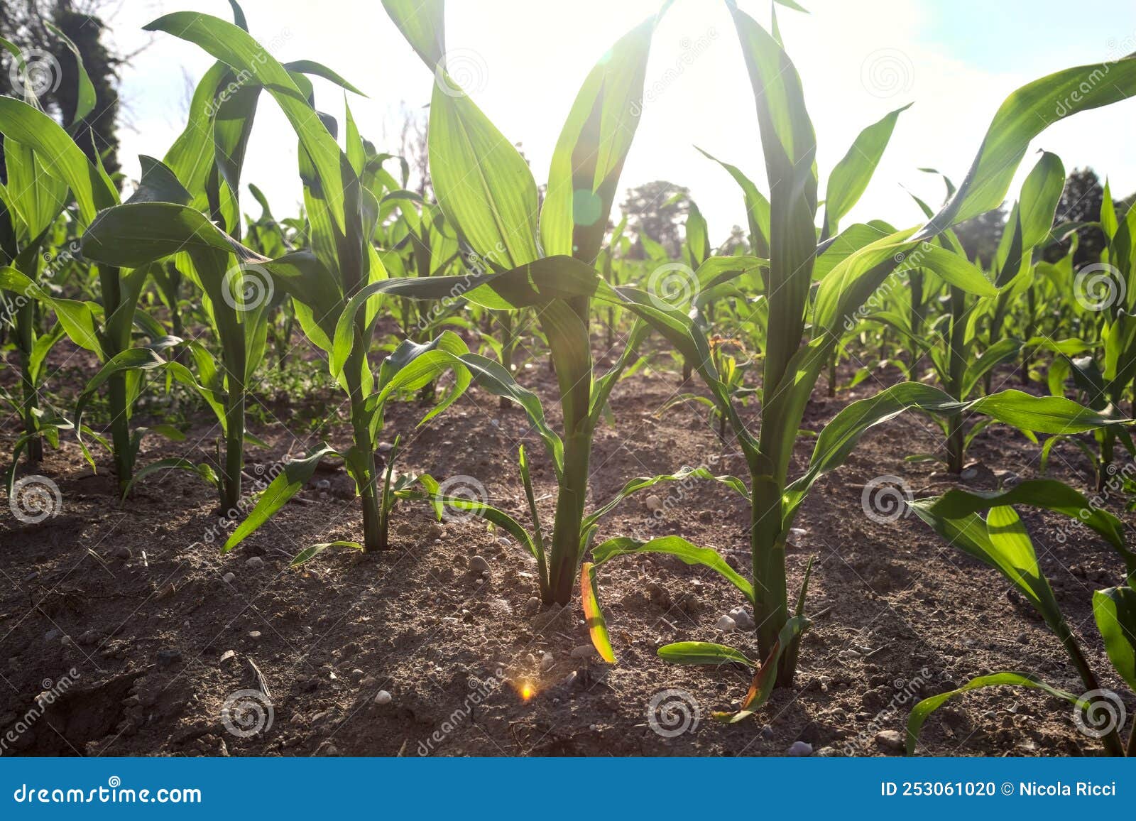 Corn Plants at Early Stage of Growth in a Field at Sunset Seen Up Close ...
