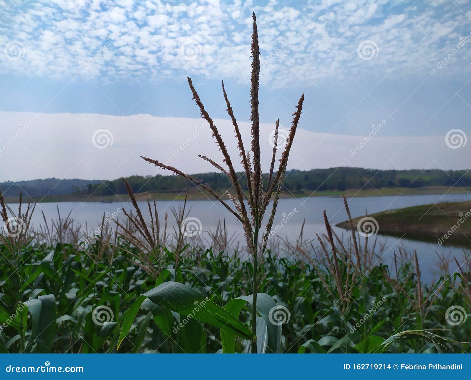 Corn Plants are on the Edge of the Lake Stock Photo - Image of cold ...