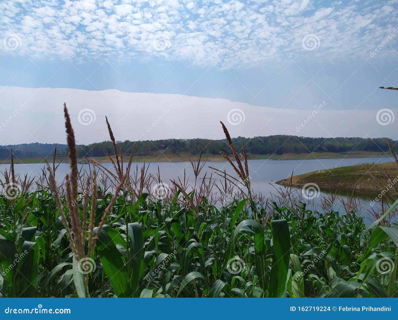 Corn Plants are on the Edge of the Lake Stock Photo - Image of park ...