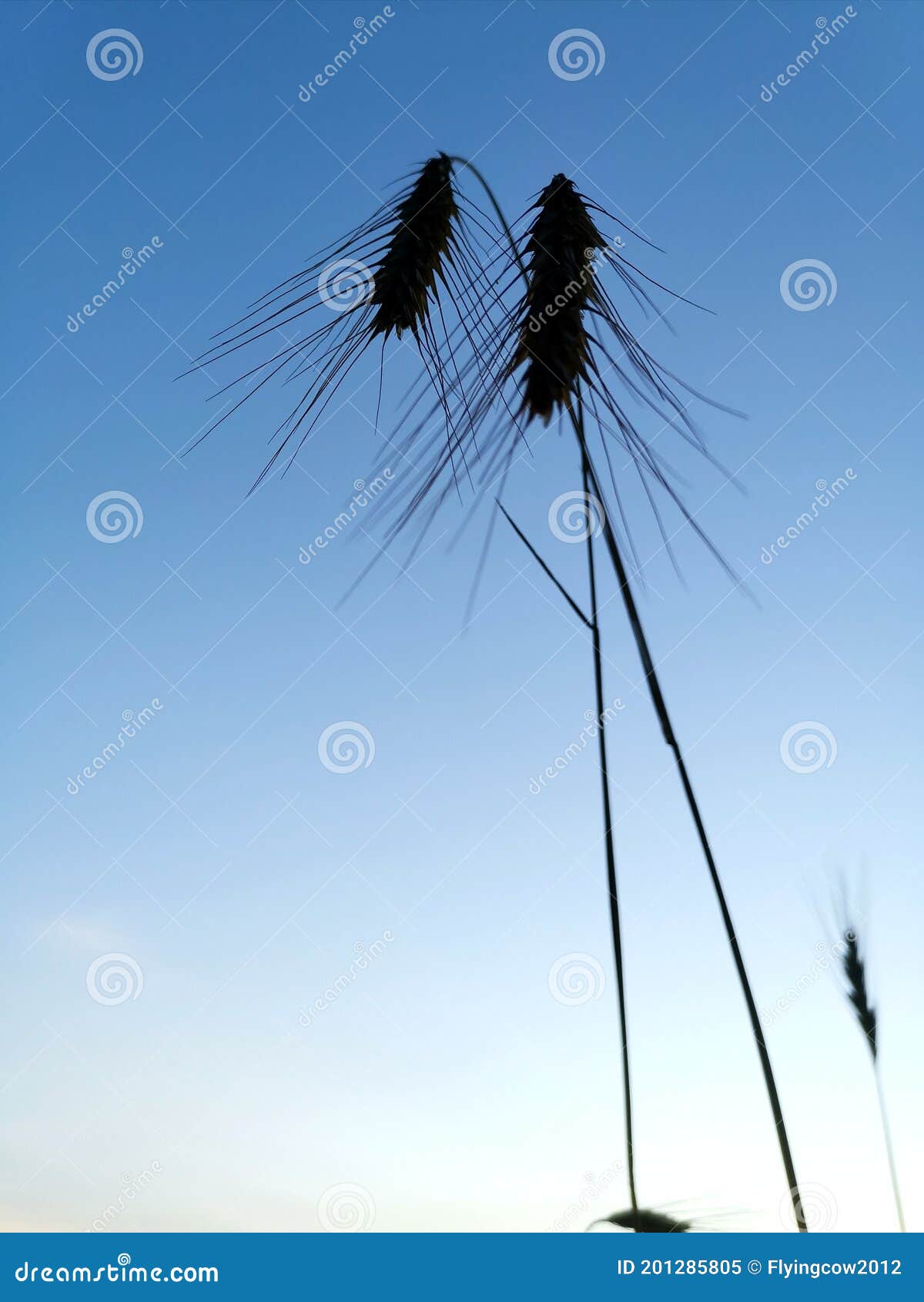 Corn Plants Field in the Sunhine Stock Image - Image of field, blue ...