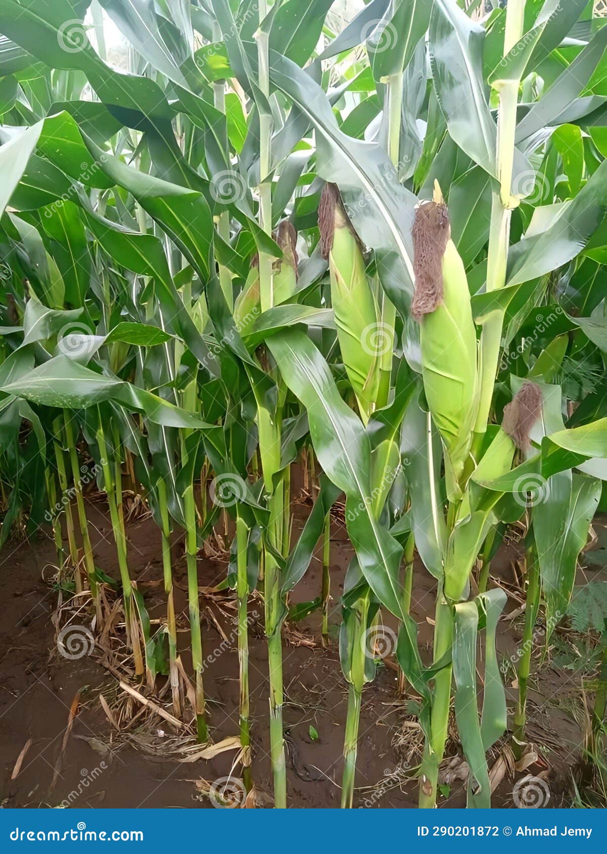 Corn Plants in the Garden are Growing Big. Ready To Be Harvested! Stock ...