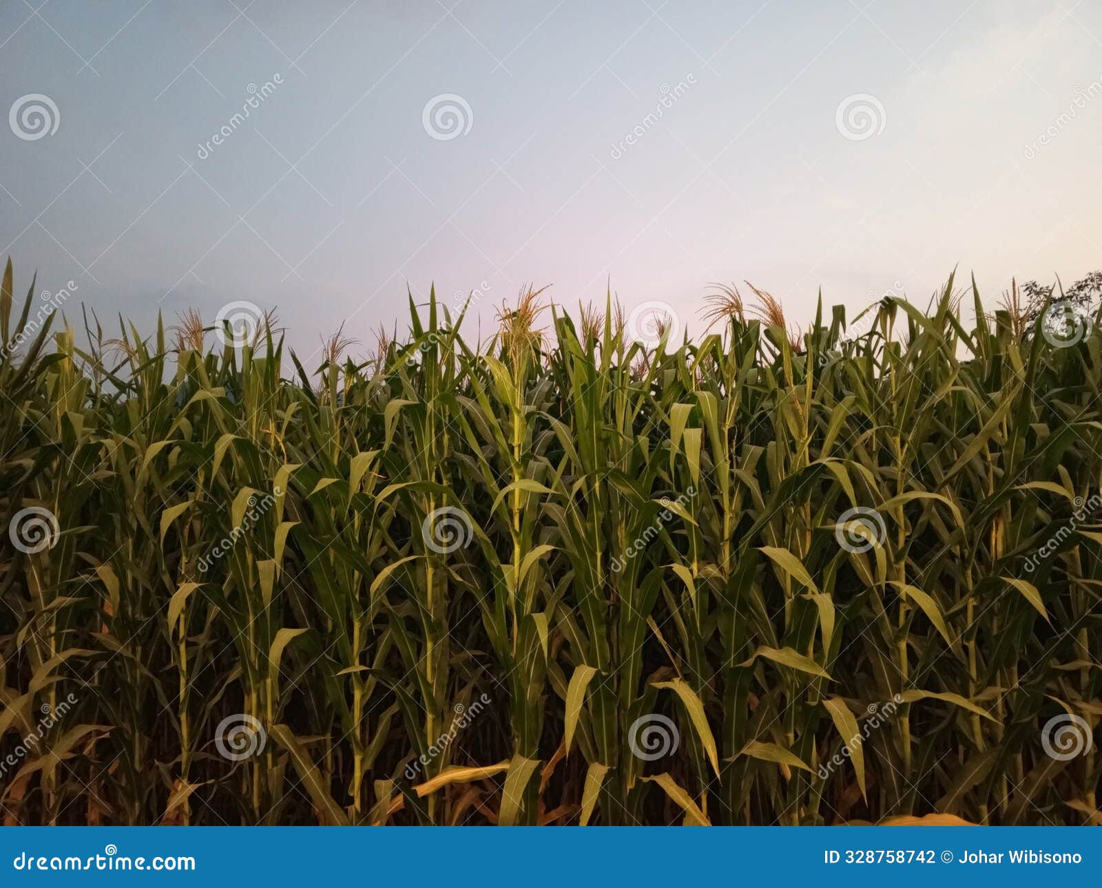 The Corn Plants in the Garden are Very Dense Stock Photo - Image of ...