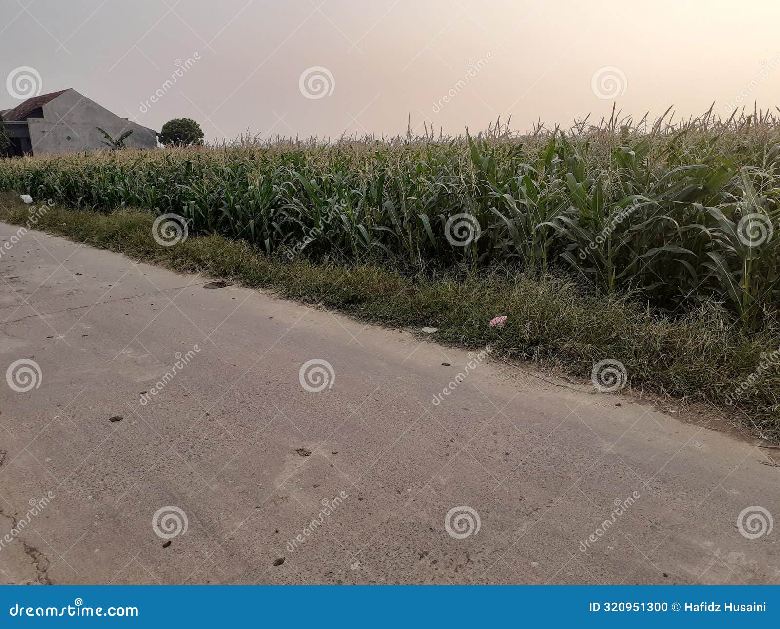 Corn Plants Grow Well in the Field Stock Photo - Image of house, grow ...