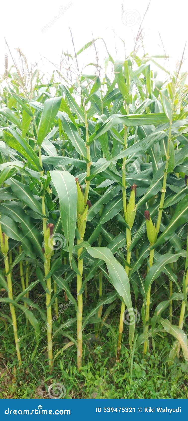 Corn plants grow well stock image. Image of garden, vegetable - 339475321