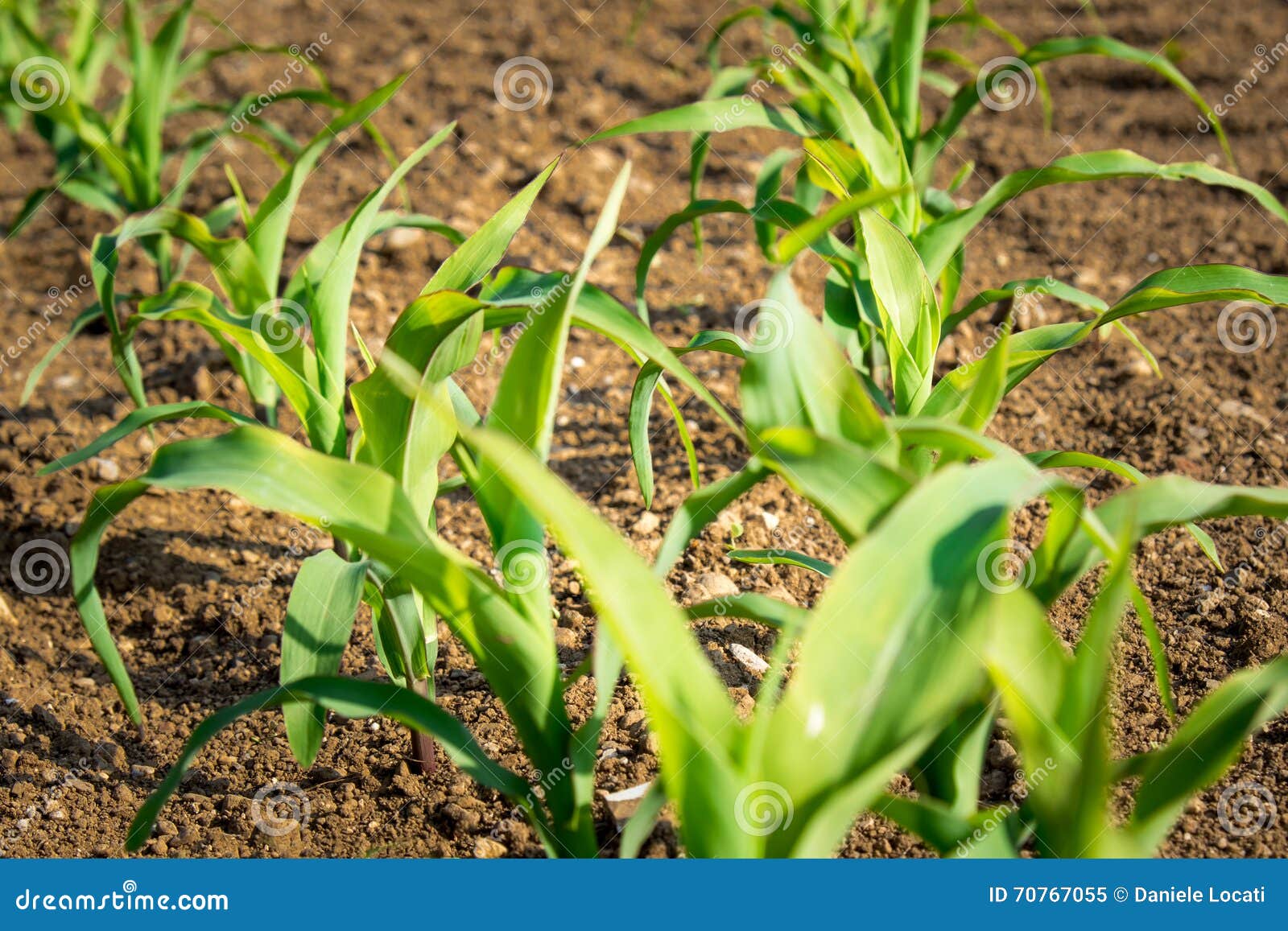 Corn Plants from Organic Farming in Italy Stock Image - Image of ...