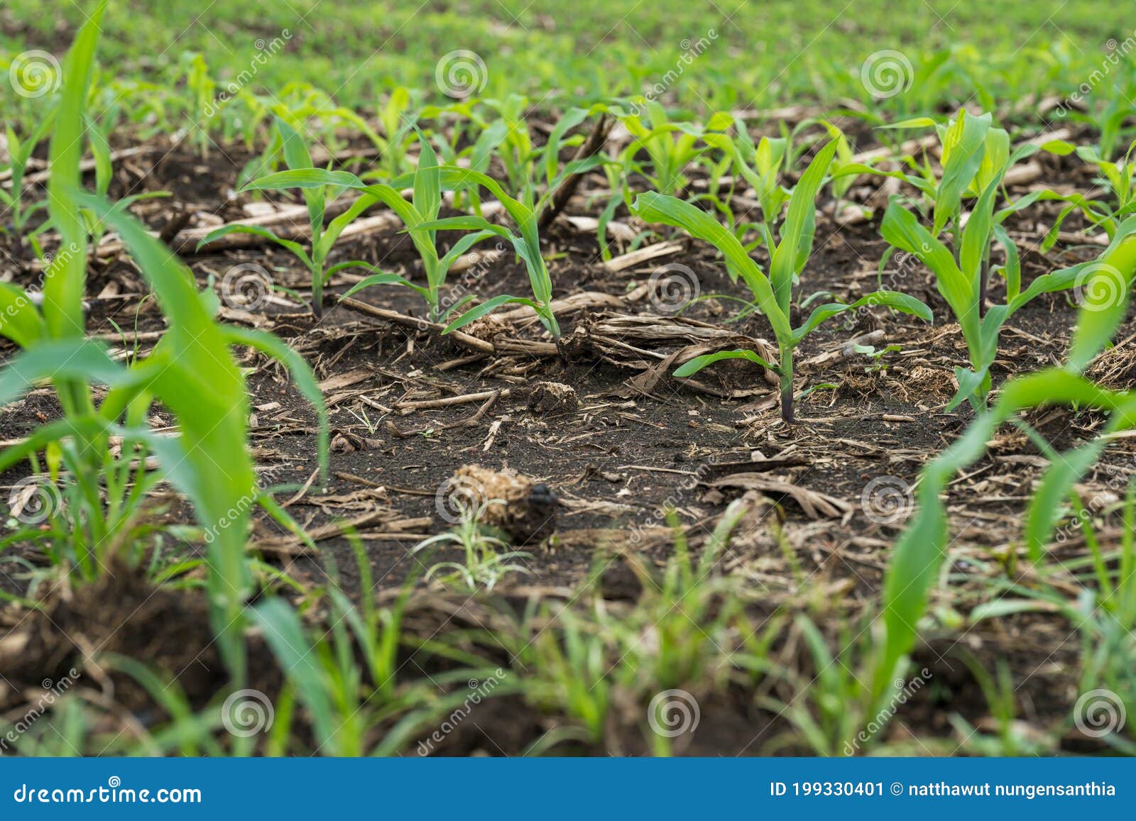 Corn Germination On Fertile Soil Royalty-Free Stock Image ...