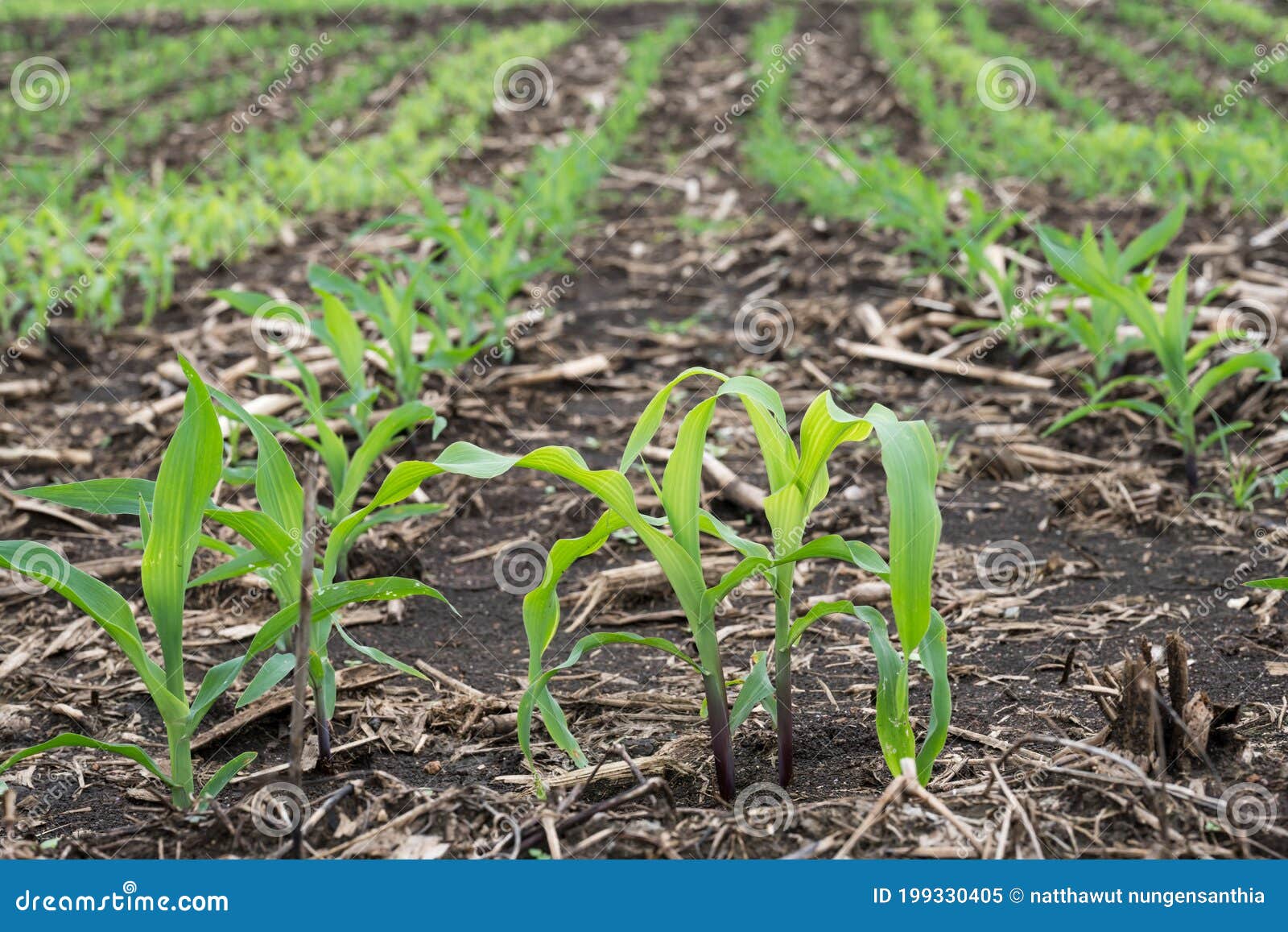 Corn Germination On Fertile Soil Royalty-Free Stock Image ...