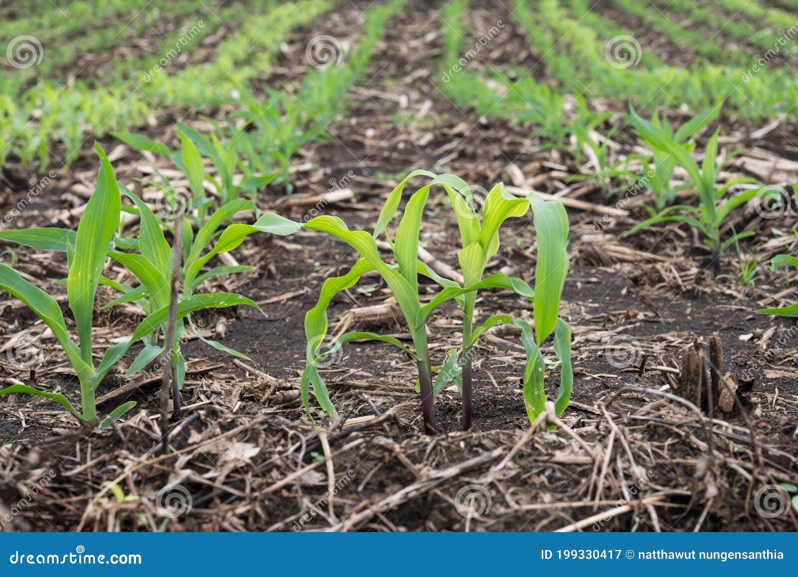 Corn Germination On Fertile Soil Royalty-Free Stock Image ...