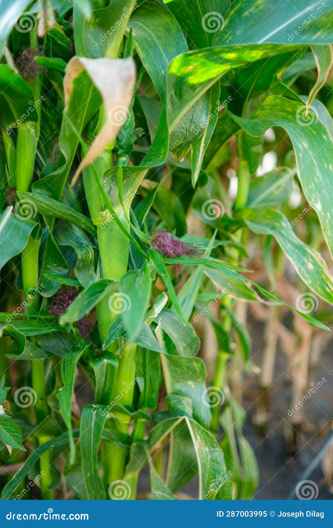 Corn Plants Pollination Developing of Corn Kernels Stock Image - Image ...