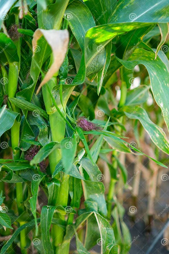 Corn Plants Pollination Developing of Corn Kernels Stock Image - Image ...