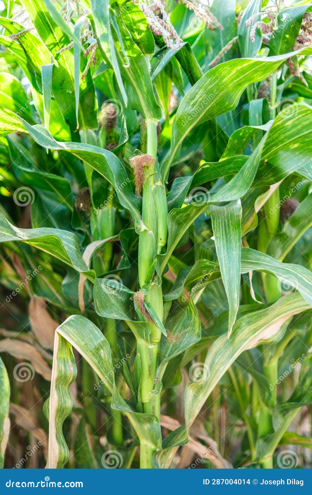 Corn Plants Pollination Developing of Corn Kernels Stock Photo - Image ...