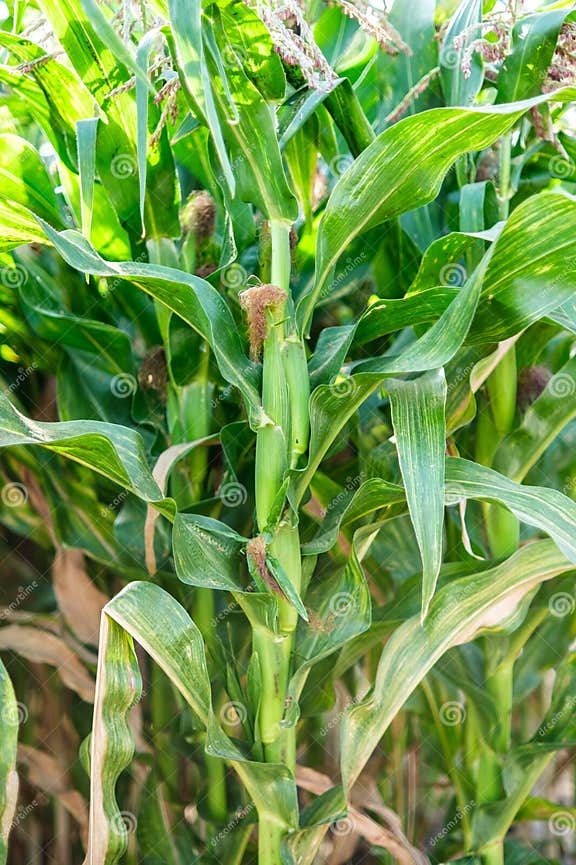 Corn Plants Pollination Developing of Corn Kernels Stock Photo - Image of leaf, natural: 287004014