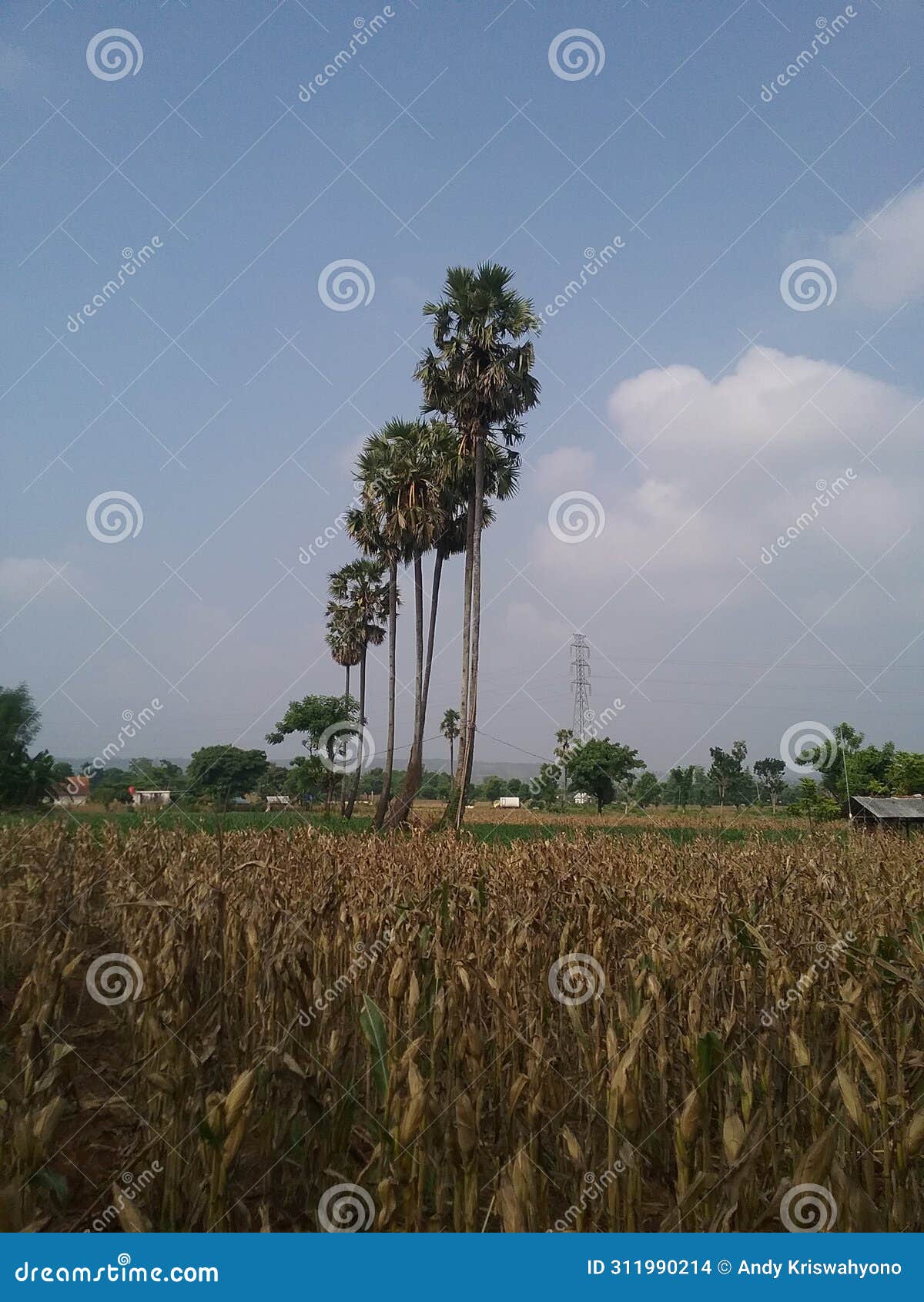 Corn Plants are in the Process of Drying on Their Trees and Several ...