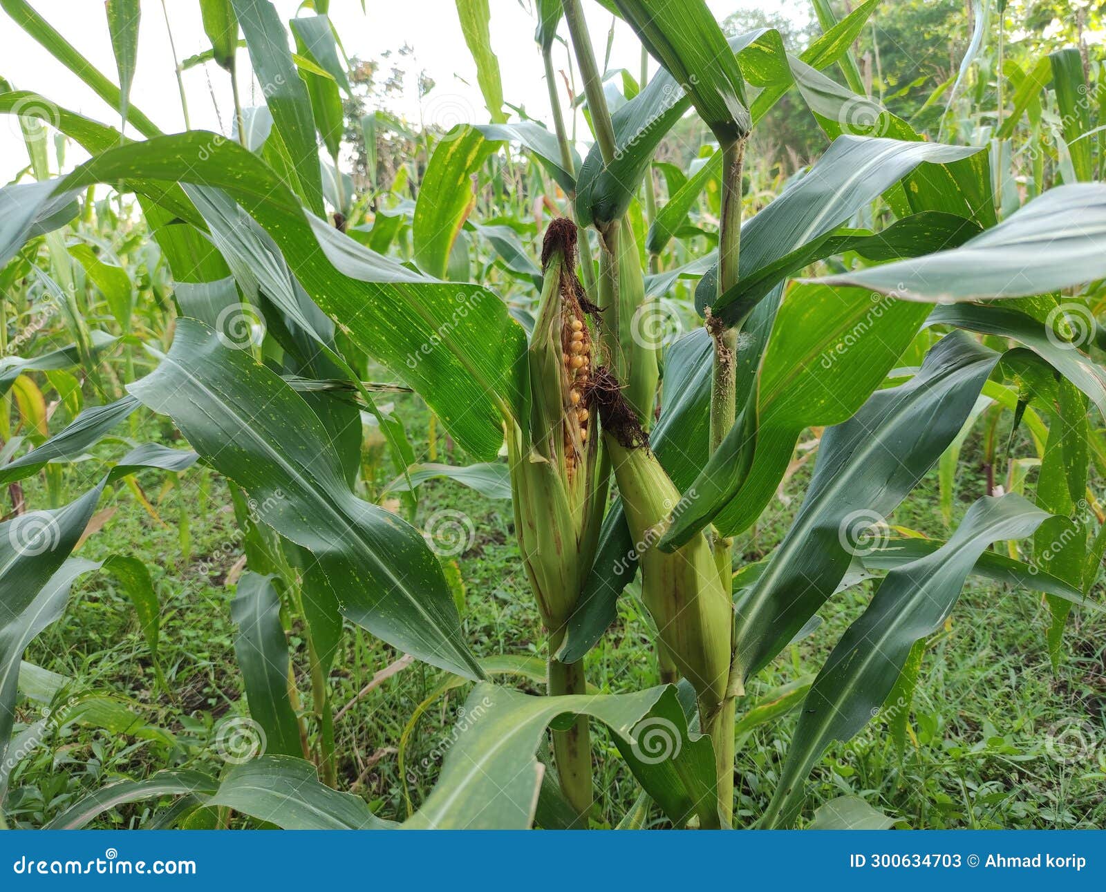 Corn Plants are almost Ripe Stock Image - Image of corn, full: 300634703