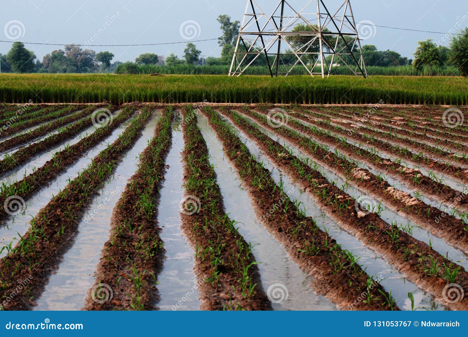 A New Planted the Crown Crops Stock Image - Image of field, harvest ...