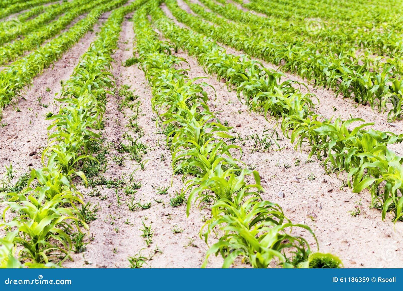 Corn plants . spring stock image. Image of closeup, growth - 61186359