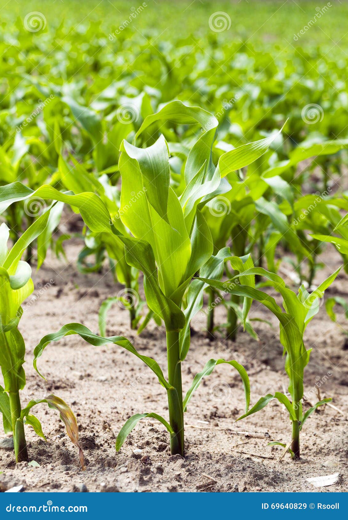 Corn plants -, spring stock image. Image of kernel, outdoors - 69640829