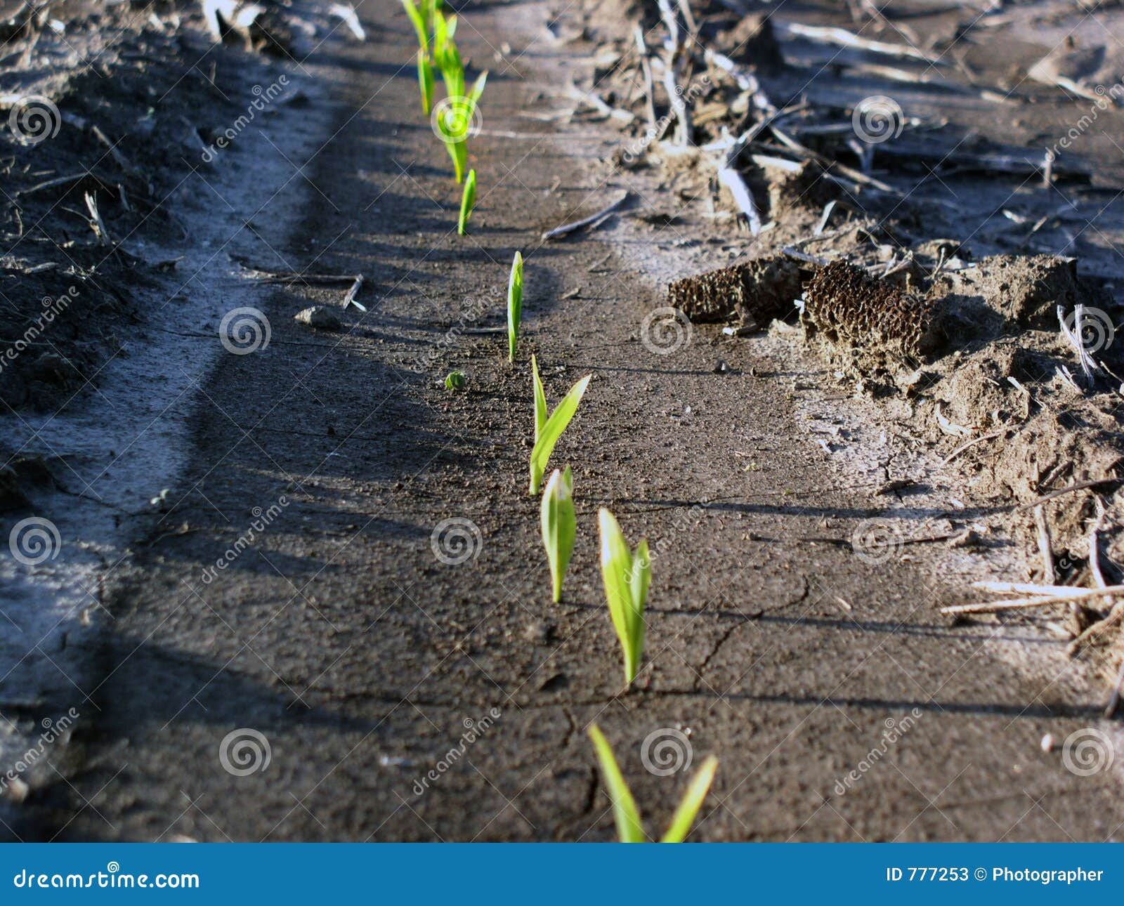 Corn Plants Sprout in Field Stock Image - Image of corn, energy: 777253