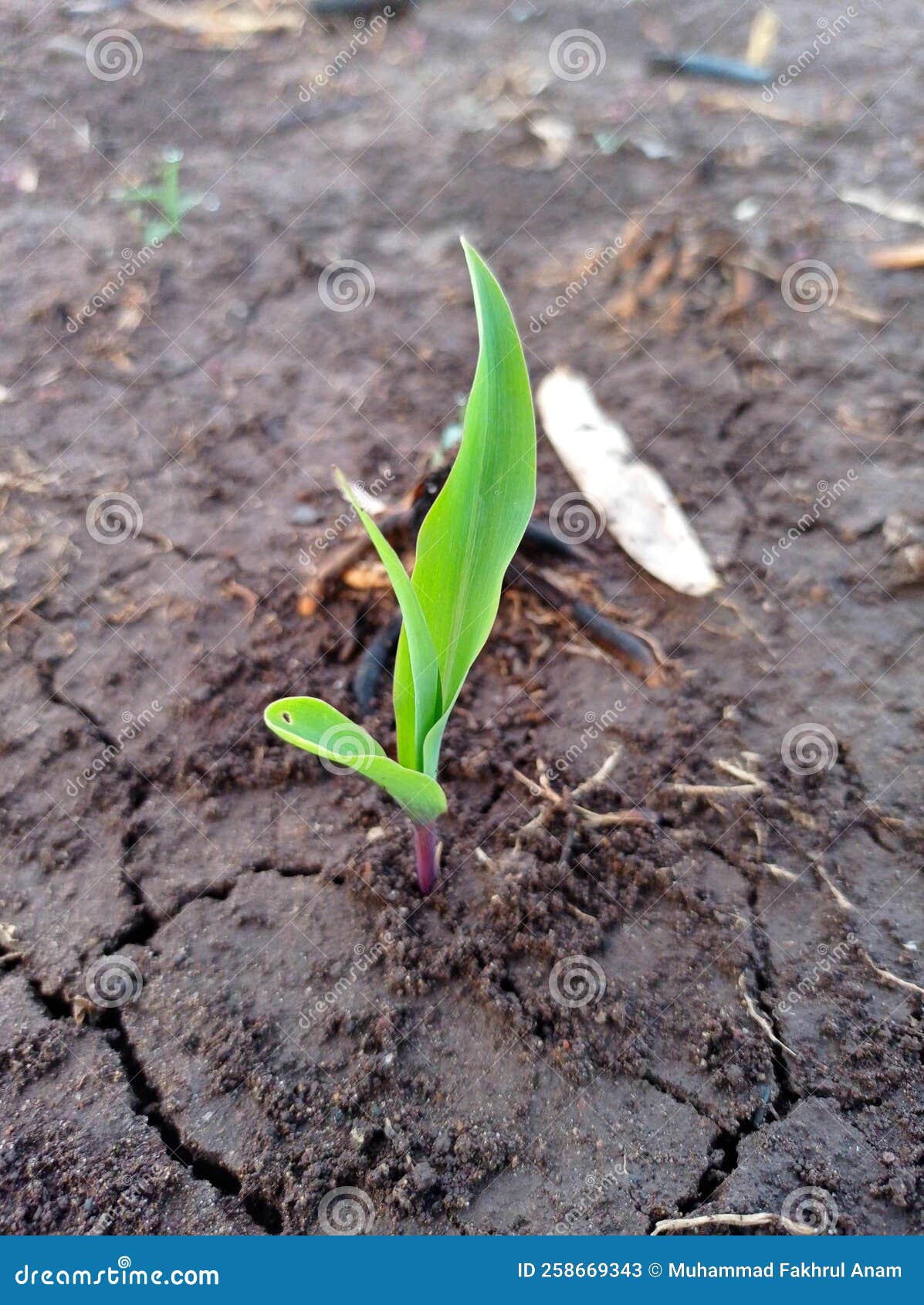 Corn Plants Start To Grow in the Fields Stock Image - Image of flower ...