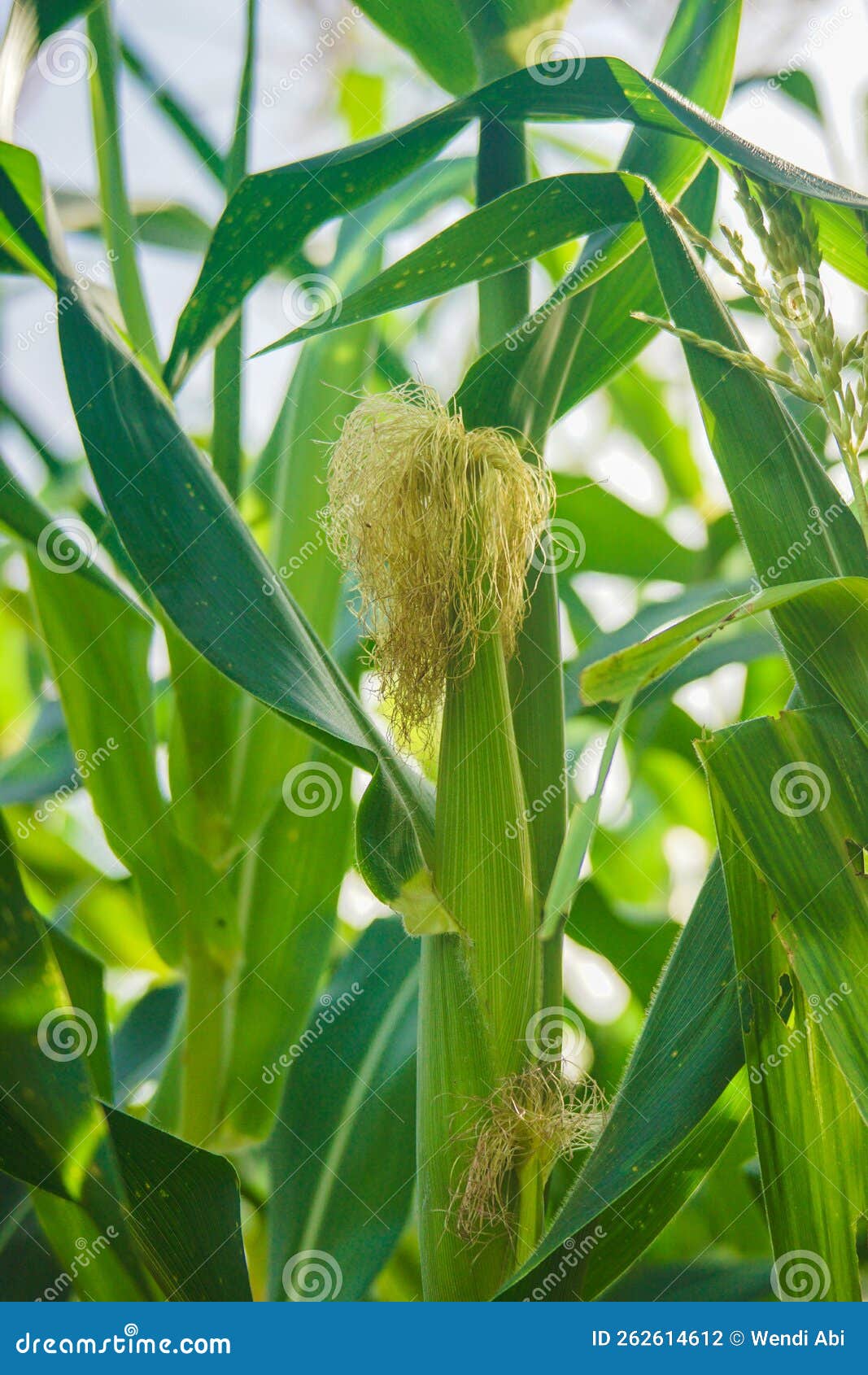 Corn Plants Thrive in the Field, Corn Farmer Stock Photo - Image of ...