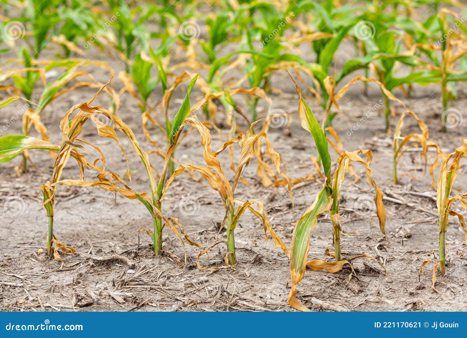Corn Plants Wilting and Dead in Cornfield Stock Image - Image of ...