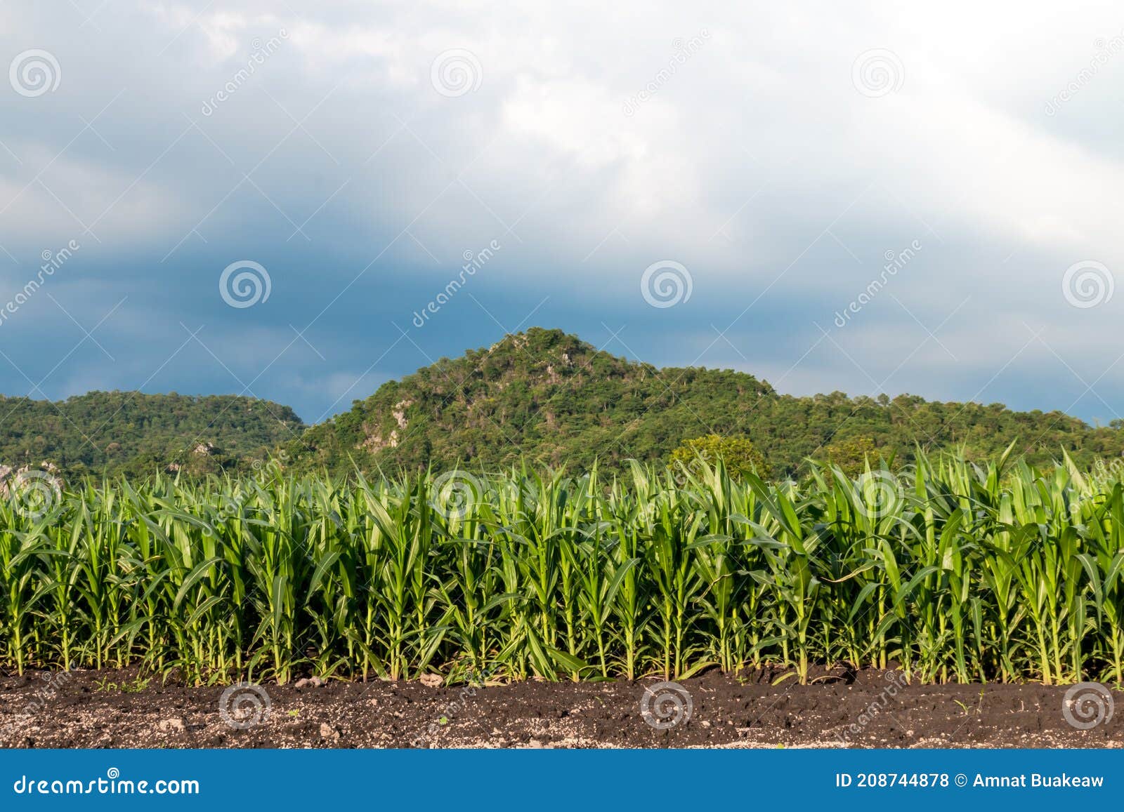 Corn Plots in Farmland Corn Field Corn Planting Corn Cultivation Stock ...