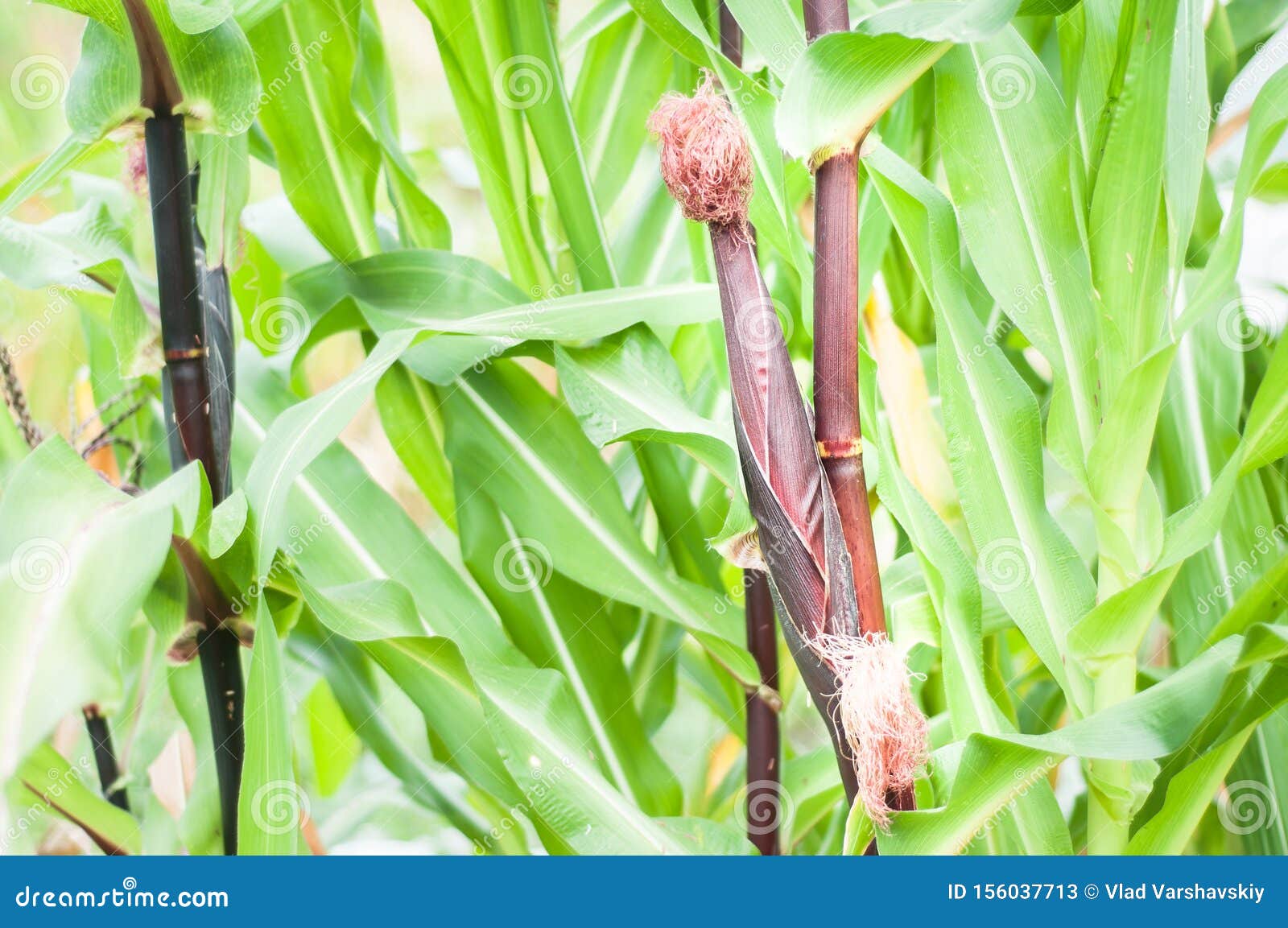 Corn Pod Grows on a Stalk. Home Production Stock Image - Image of farm ...