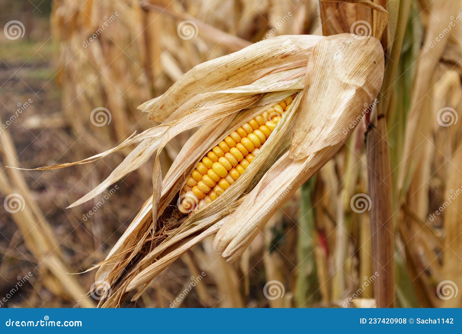 Corn Pods on the Plant in Maize Field Stock Photo - Image of sweet ...