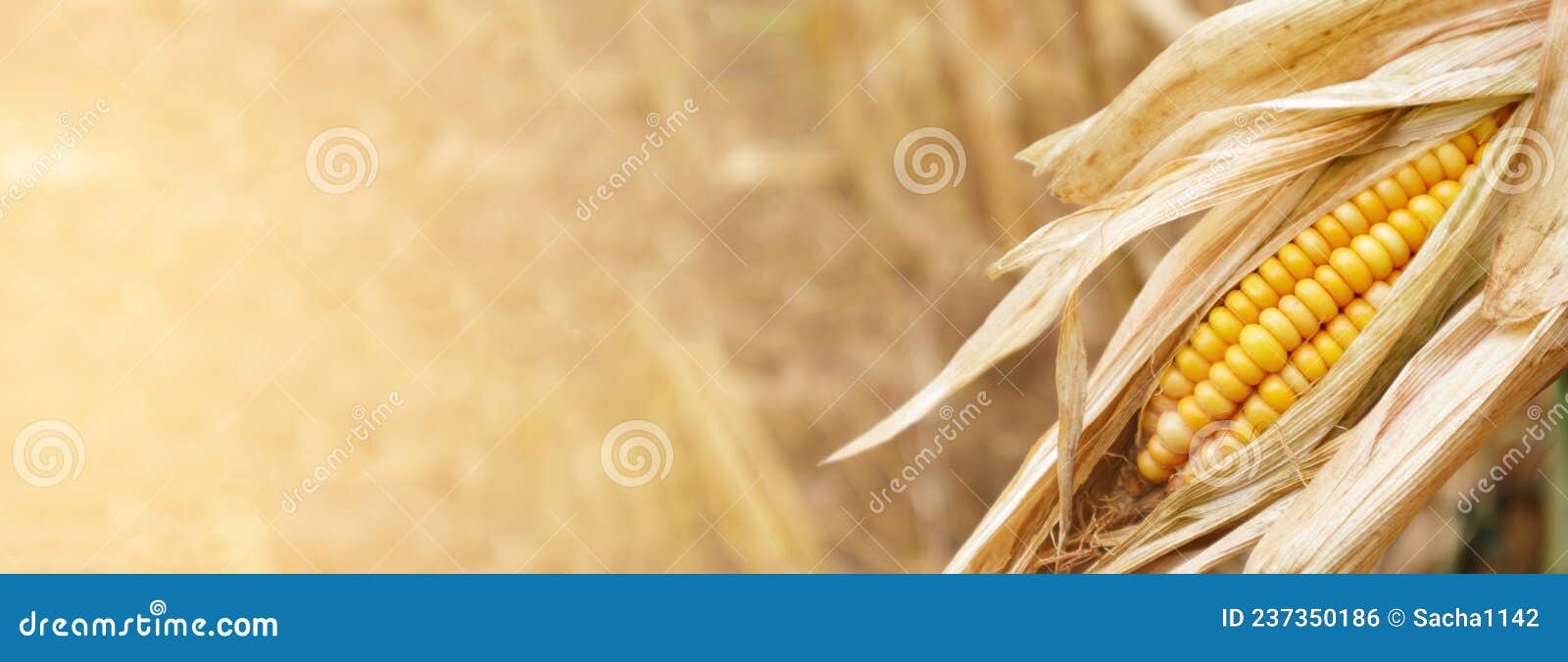 Corn Pods on the Plant in Maize Field Stock Photo - Image of yellow ...