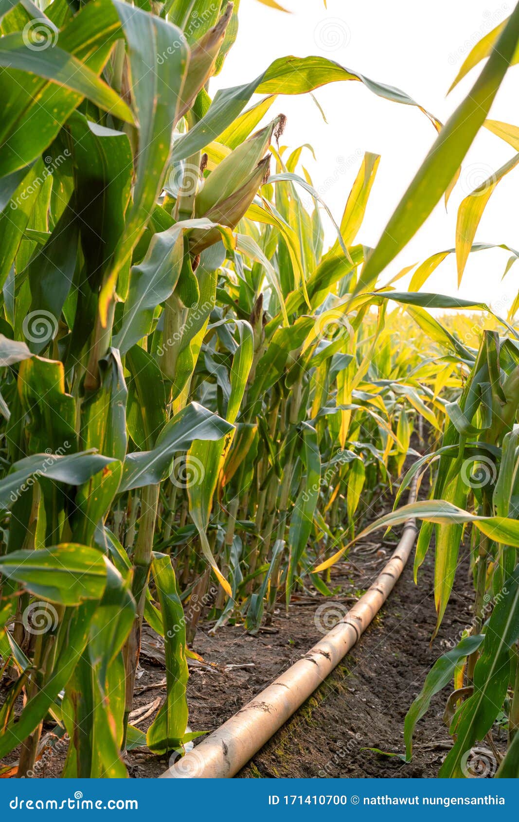 Corn pods on corn trees stock photo. Image of landscape - 171410700