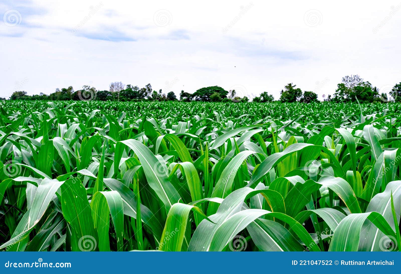 Corn Pollen is Ready To Be Pollinated into Pods. Stock Photo - Image of ...