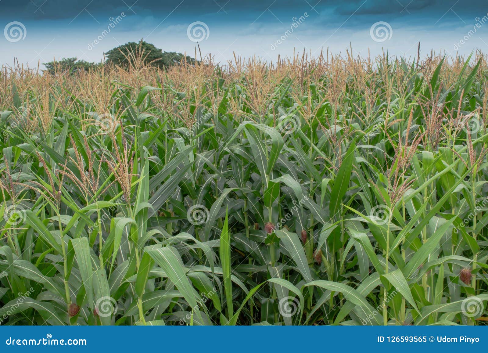 Corn pollen and sky stock image. Image of maize, beautiful - 126593565
