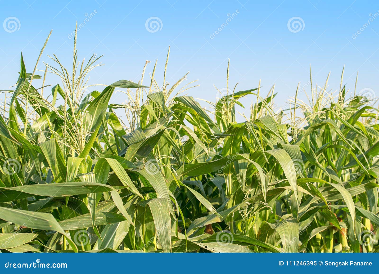 Corn Pollen in the Cornfield Stock Image - Image of grain, crop: 111246395