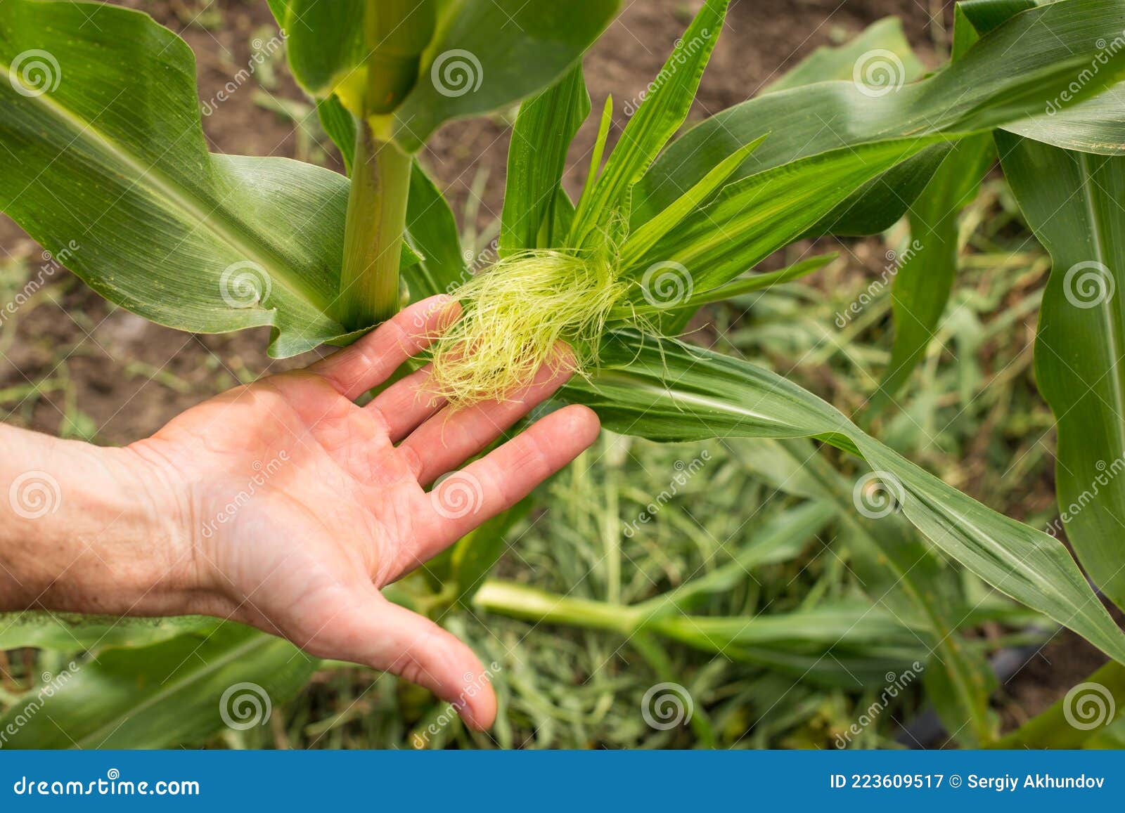 Corn Pollination On Plant. Checking Corn Field. Farmer Hand Caring ...
