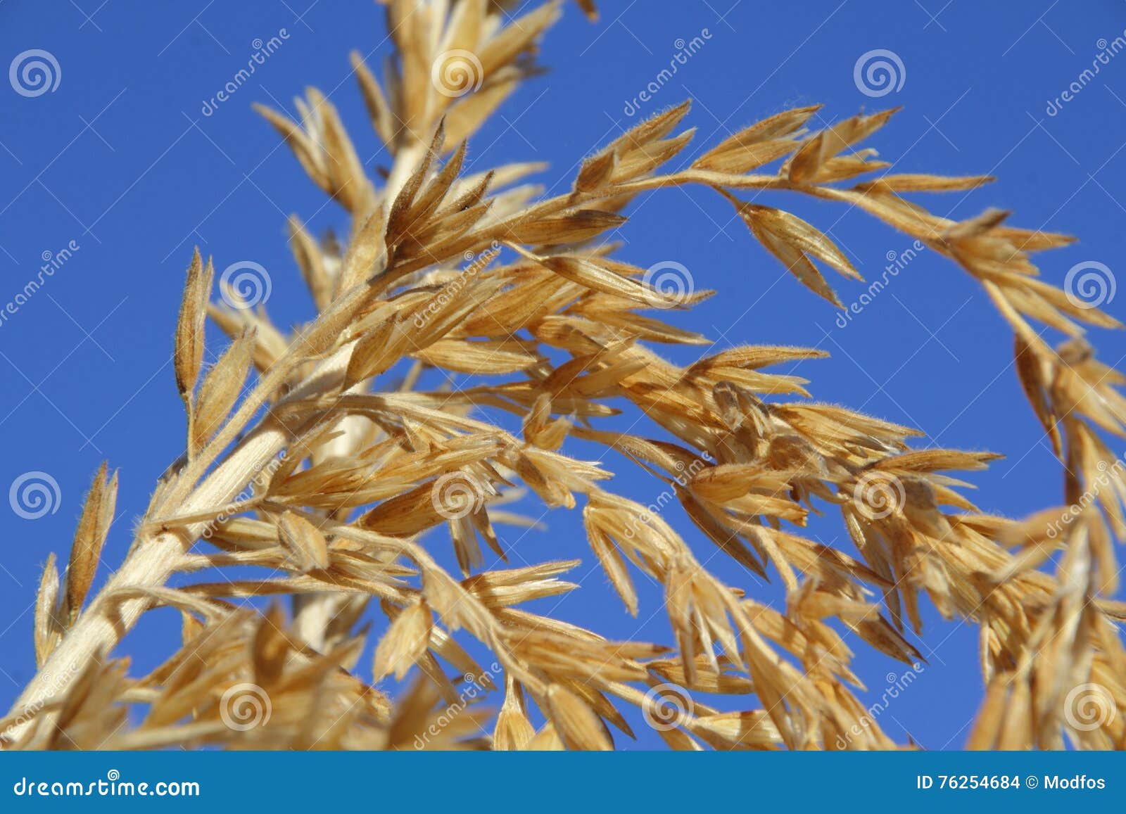 Corn and Pollination Process Stock Photo - Image of yellow, sunlit ...