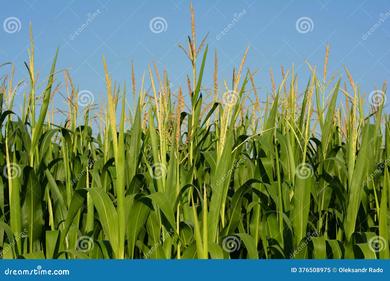 Corn Pollination On Plant. Checking Corn Field. Farmer Hand Caring ...