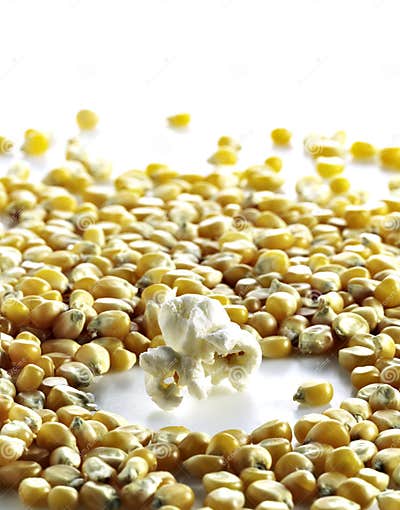 Corn and popcorn stock photo. Image of food, popcorn - 14590312